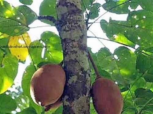 Mari Mengenal Kluwak Lebih Dekat