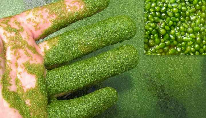 Wow, Inilah Buah Terkecil di Dunia