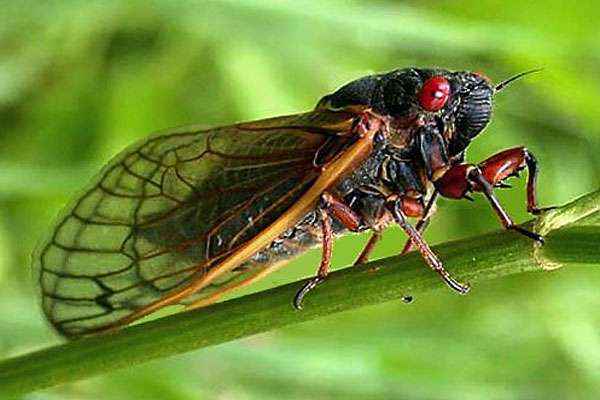 Tonggeret Goreng, Kuliner Unik Khas Dogiyai Papua