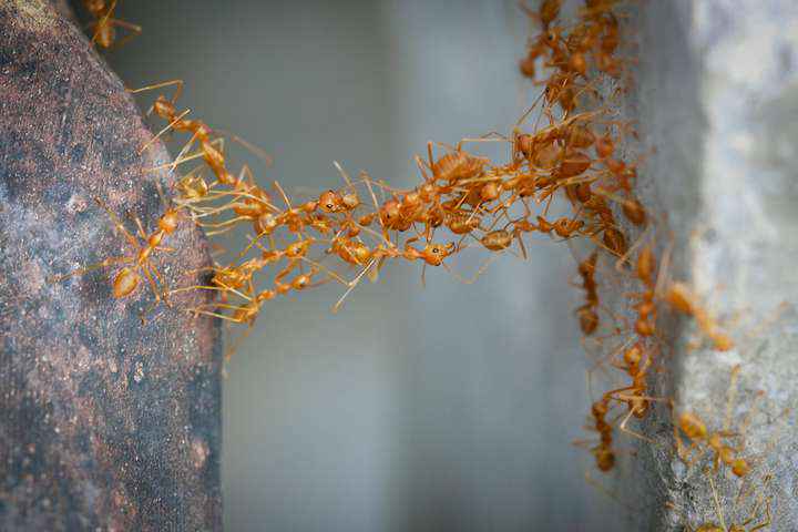 Ternyata Semut Jenis Ini Boleh Dibunuh