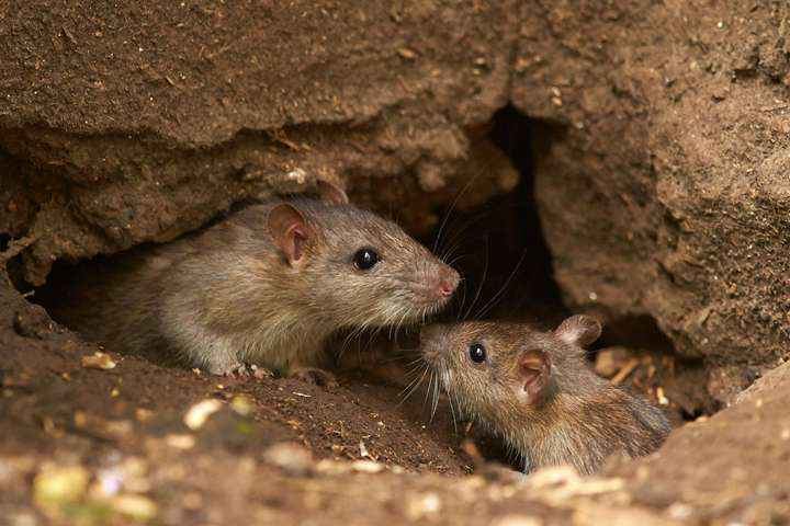 Tikus Halal? Benarkah?