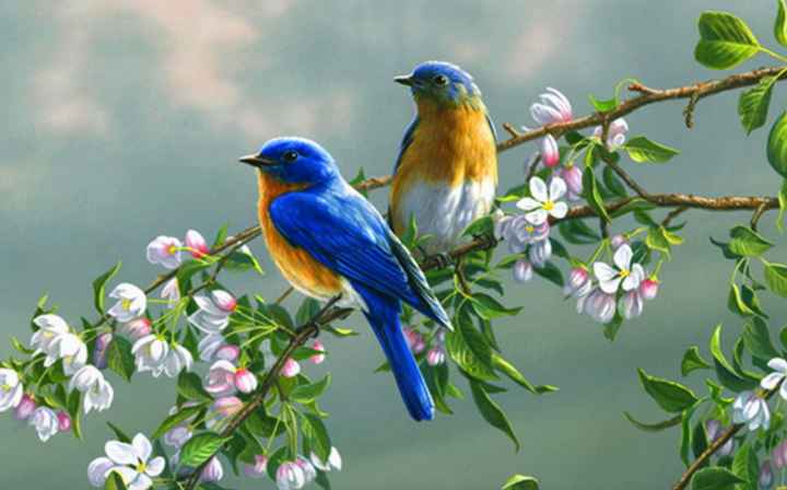 Tiga Pelajaran dari Seekor Burung